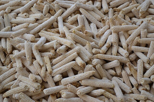 Olote de maíz | Agrocodima