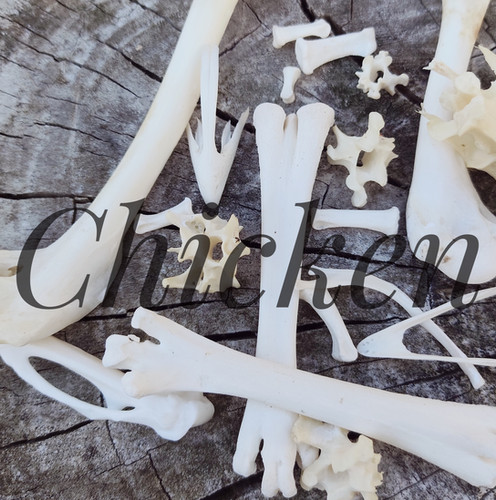 Bone Pack #2 Chicken or Rooster | 12 Small Bones | The Curiosity Shop