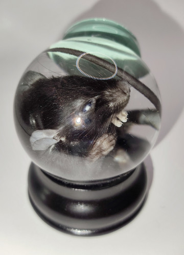 Small Black Rat | Wet Specimen | 65mm Glass Dome | The Curiosity Shop