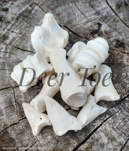 Bone Pack #6 Deer Hoof Bone | 12 Bones | The Curiosity Shop