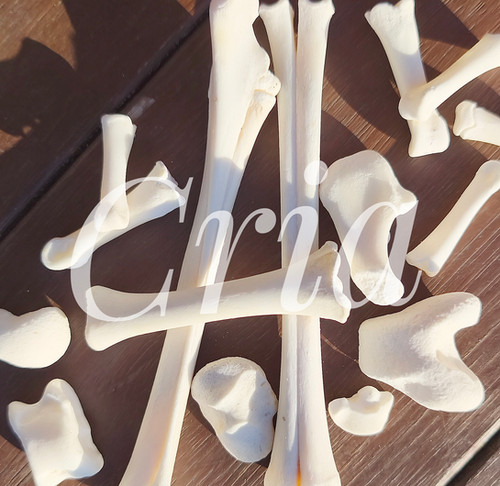 Bone Pack #8 Baby Alpaca "Cria" | 12 Bones | The Curiosity Shop