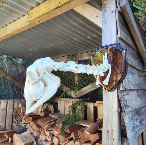 Euro Sheep Mount With Cervical Vertebrae | The Curiosity Shop