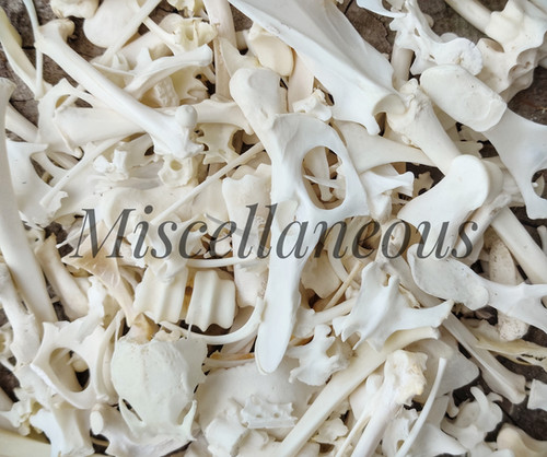 Bone Pack #1 Miscellaneous | 12 Small Bones | The Curiosity Shop