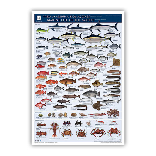 Marine Life of the Azores Poster 2016 | OCEANIC