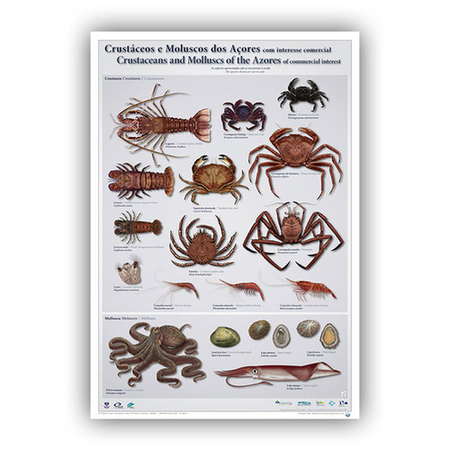 Crustaceans & Molluscs of the Azores Poster | OCEANIC