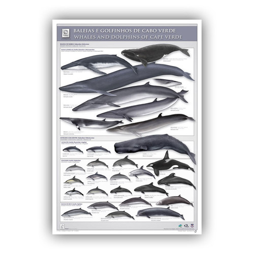 Cetaceans of the Cape Verde Poster | OCEANIC