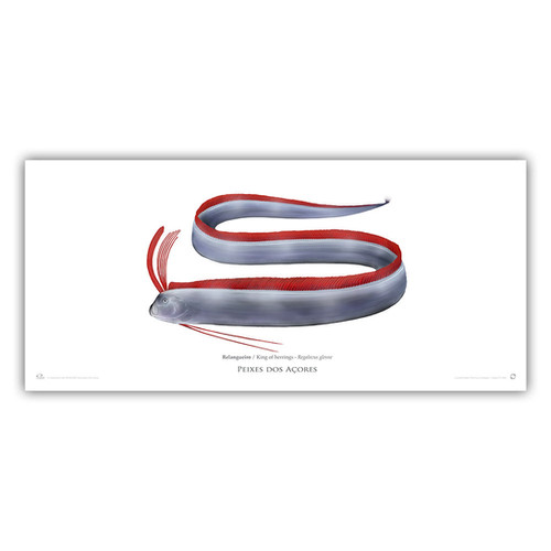 Limited Edition Print - Oarfish (55x30cm) | OCEANIC