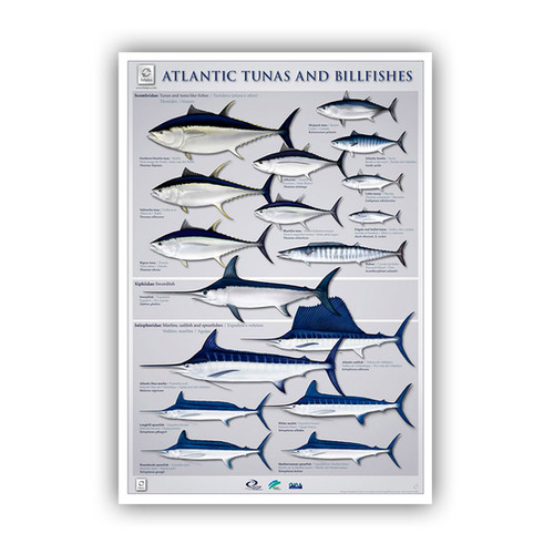 Atlantic Tunas and Billfishes Poster | OCEANIC