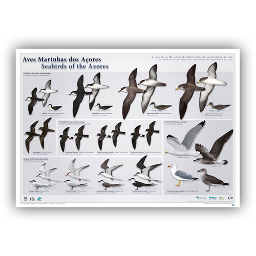 Seabirds of the Azores Poster | OCEANIC