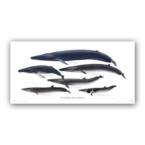 Limited Edition Print - Rorqual Whales of the Azores 90x47cm | OCEANIC