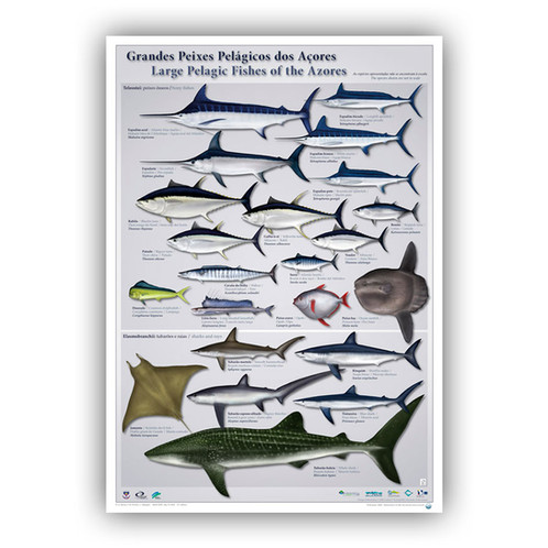 Large Pelagic Fishes of the Azores Poster