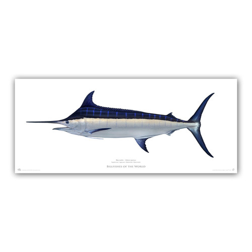 Limited Edition Archival Print - Blue Marlin 2021 (200cm) | OCEANIC