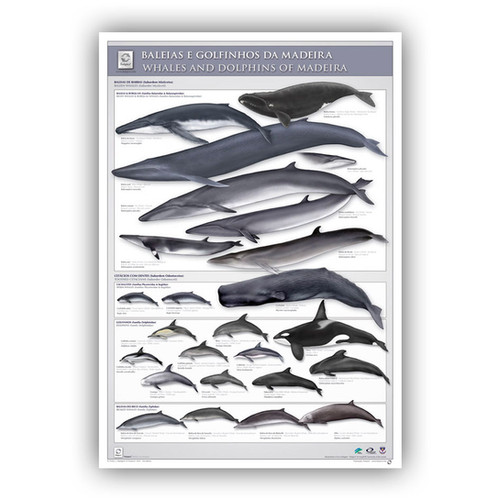 Cetaceans of Madeira Poster | OCEANIC