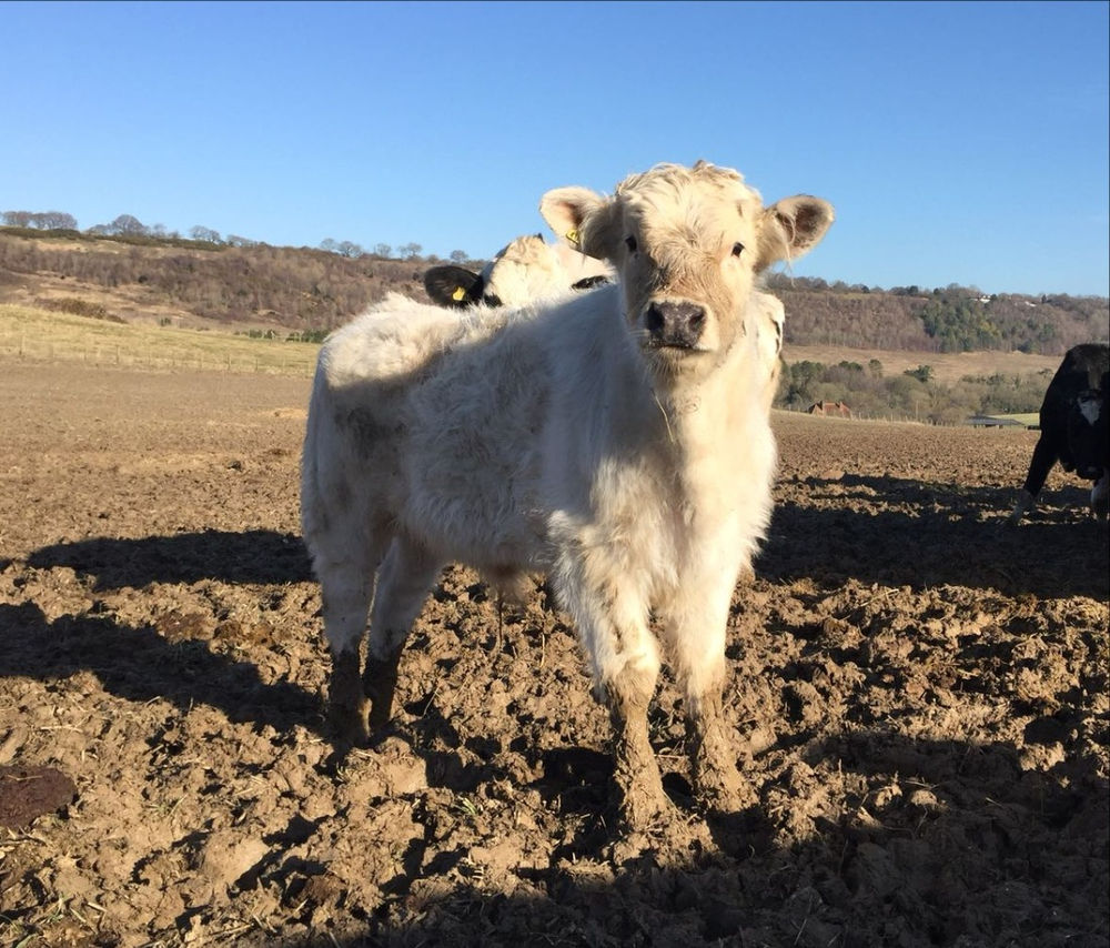 How to train your... Albion; Part 1.