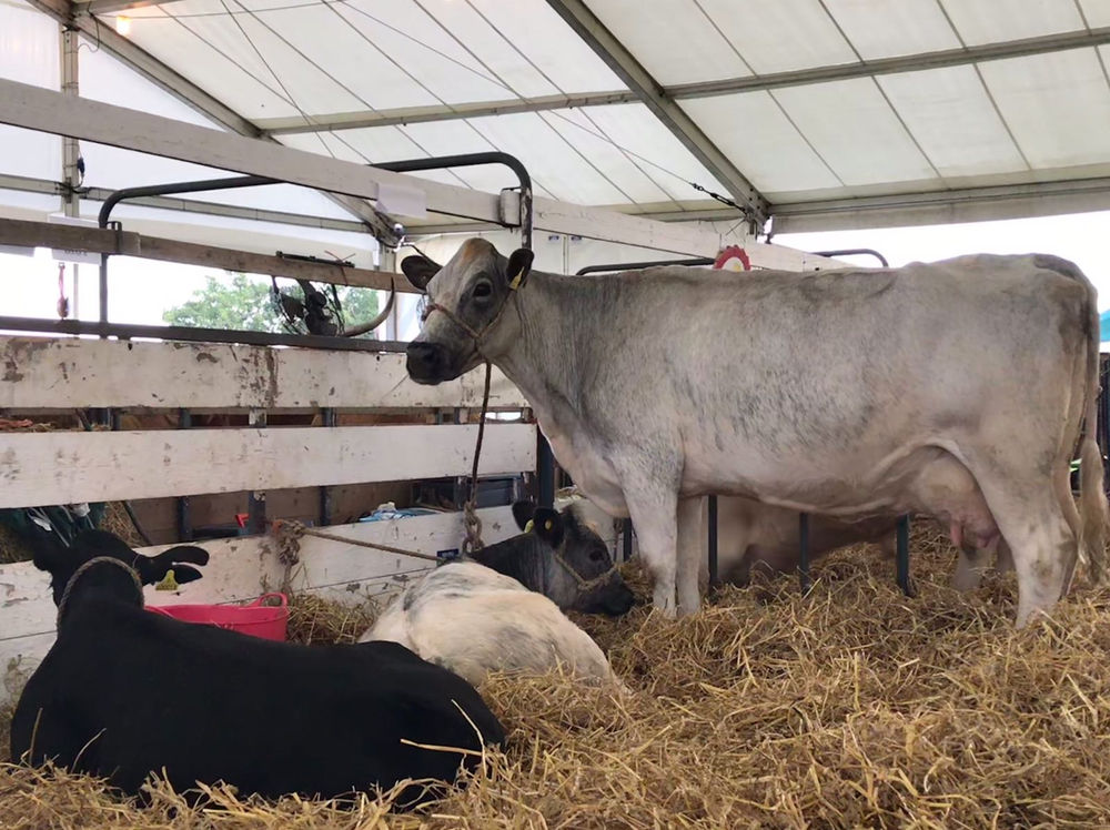 Albions- a dual purpose breed!