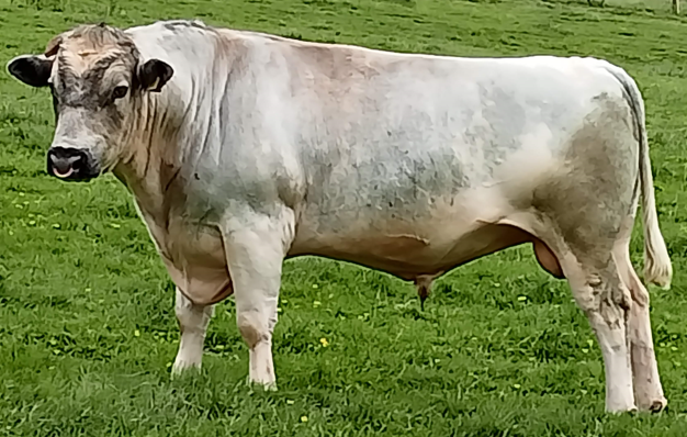 Welcome to the Langtree Herd of Albions