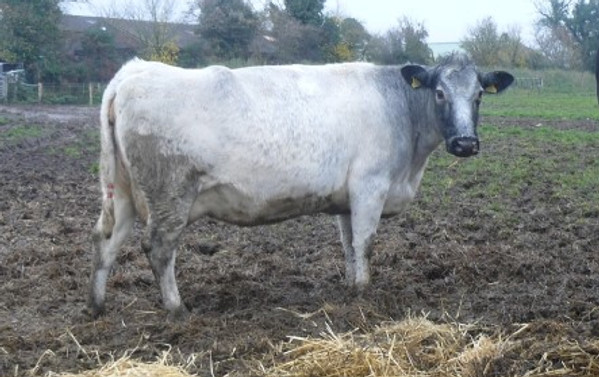 BREED STANDARD | albioncattlesociety