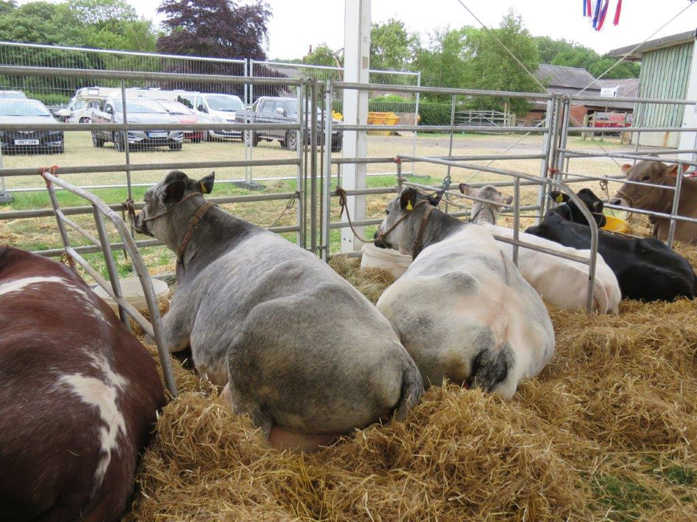 Albions at the Cheshire Show