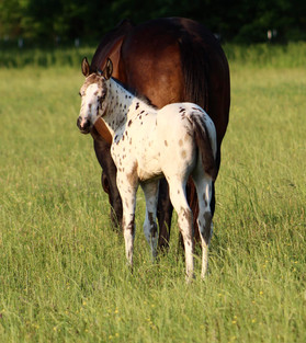 Appaloosa Breeder | Double M Bar Ranch | Texas