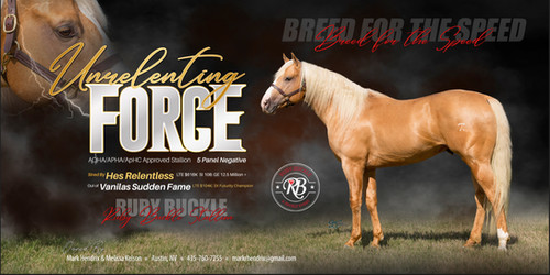 Arena Banners | Stallionflyers