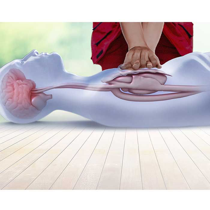 AHA Updates Guidelines in 2019 (Part 2): New first aid measures & CPR ...