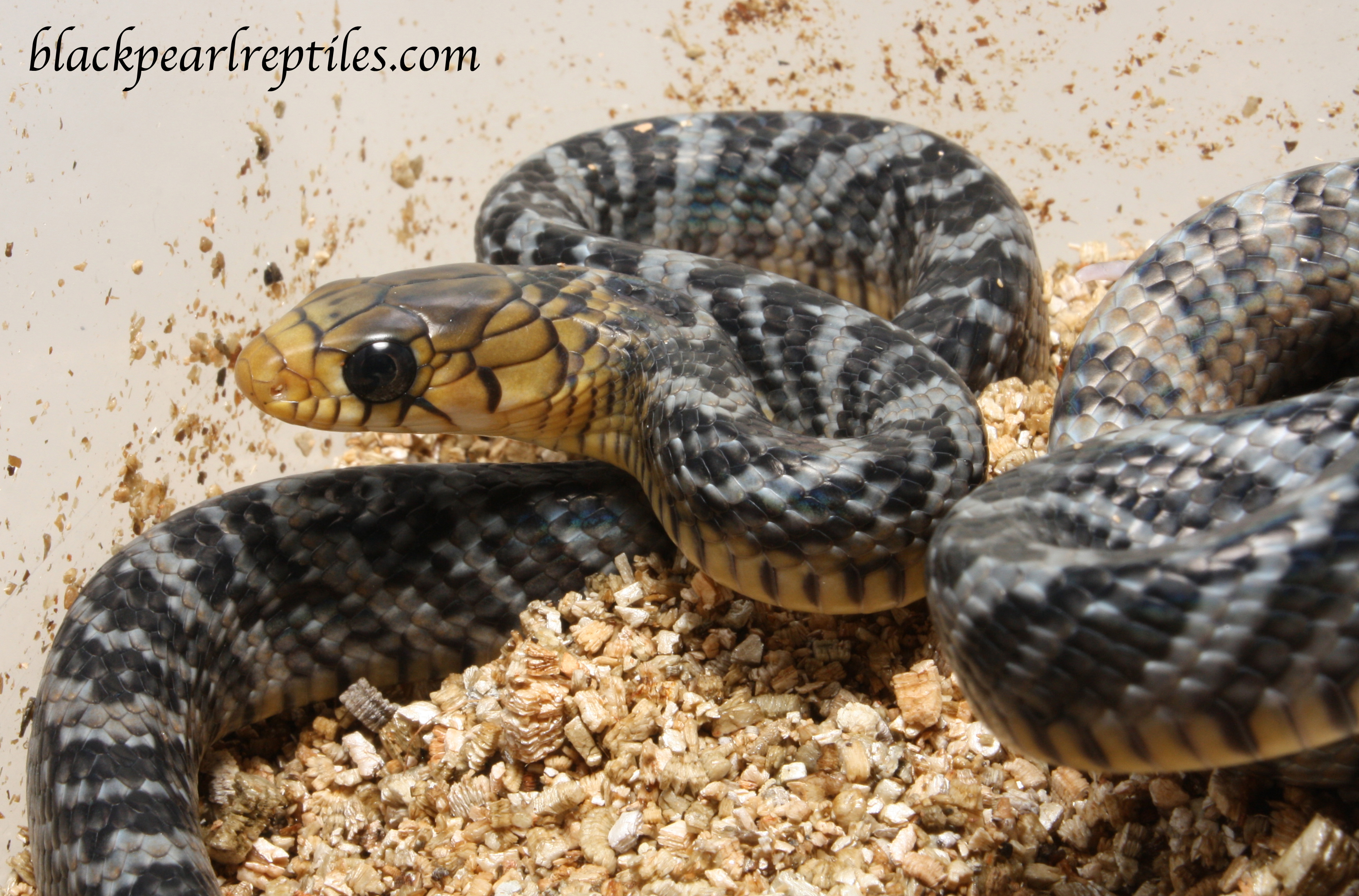 Yellowtail Cribos | blackpearlreptiles