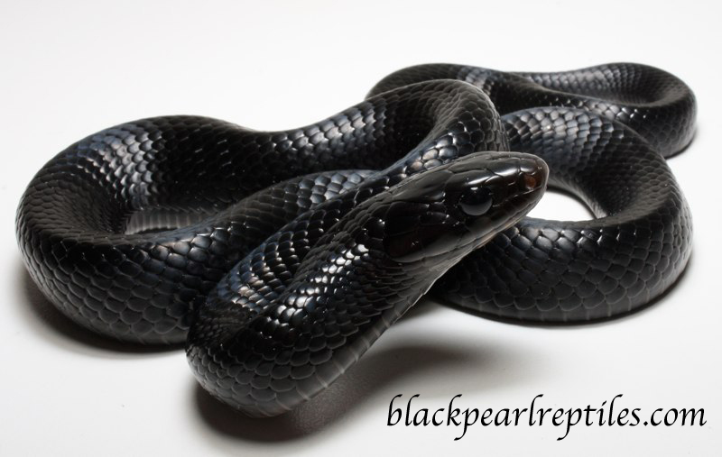 Eastern Indigos | blackpearlreptiles