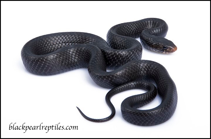 Eastern Indigos | blackpearlreptiles