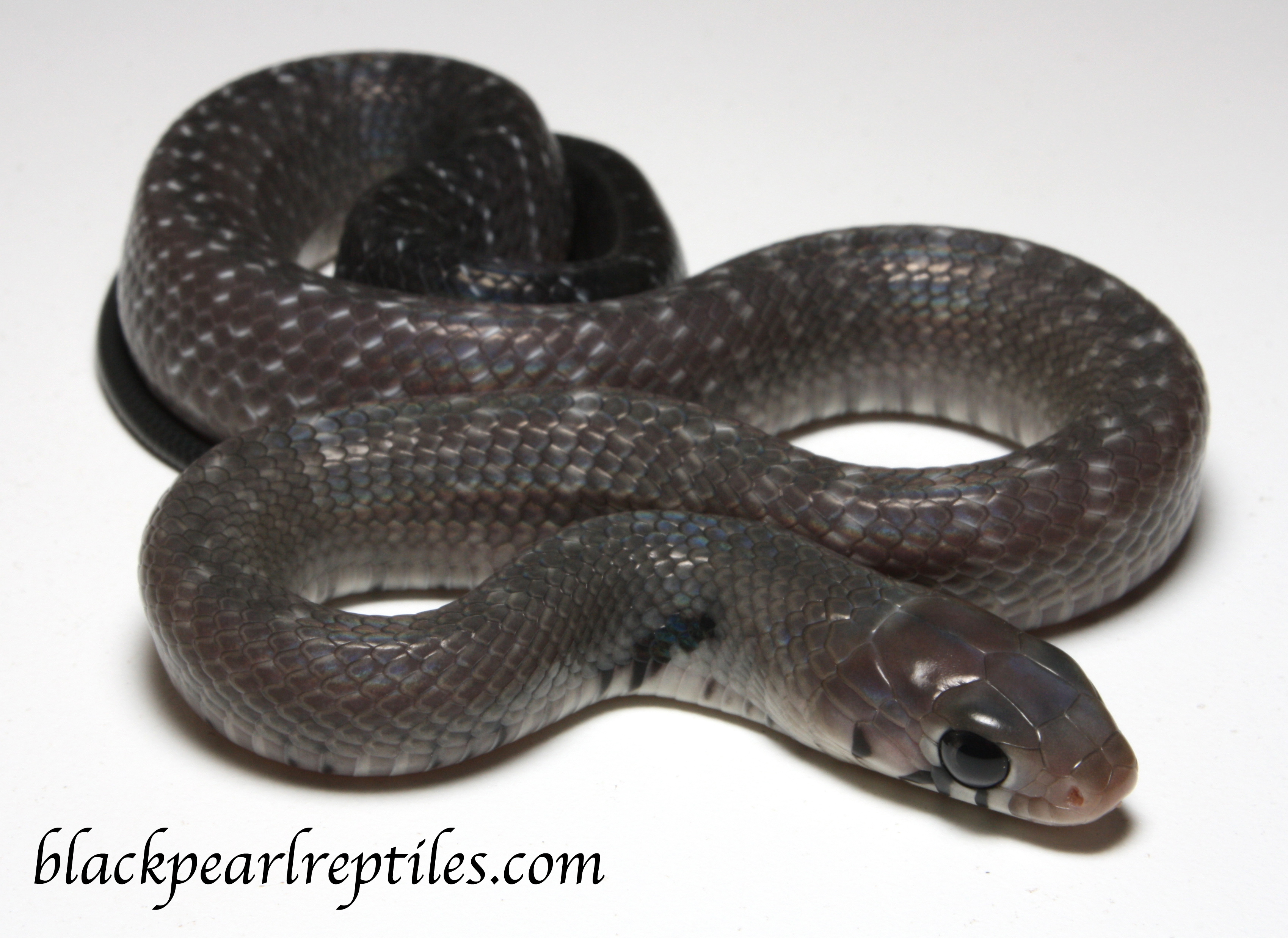Axanthic Blacktail Cribos | blackpearlreptiles