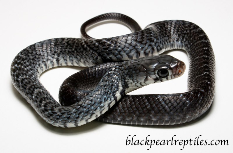 Mexican Redtail Indigos | blackpearlreptiles