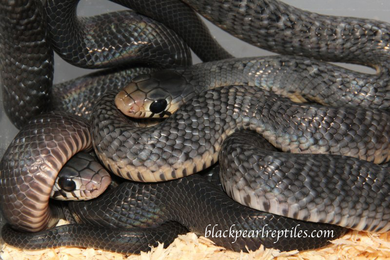 Mexican Redtail Indigos | blackpearlreptiles