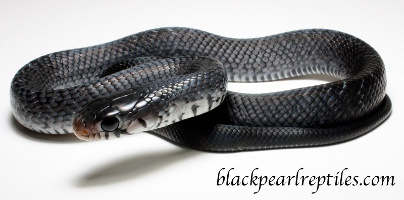 Mexican Redtail Indigos | blackpearlreptiles