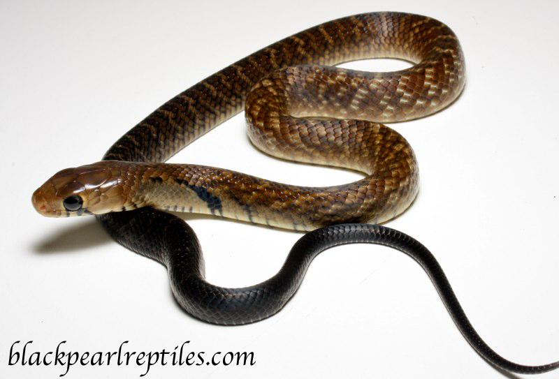 Blacktail Cribos | blackpearlreptiles