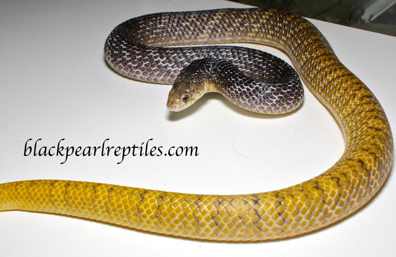 Yellowtail Cribos | blackpearlreptiles
