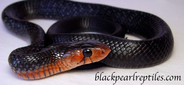 Eastern Indigos | blackpearlreptiles