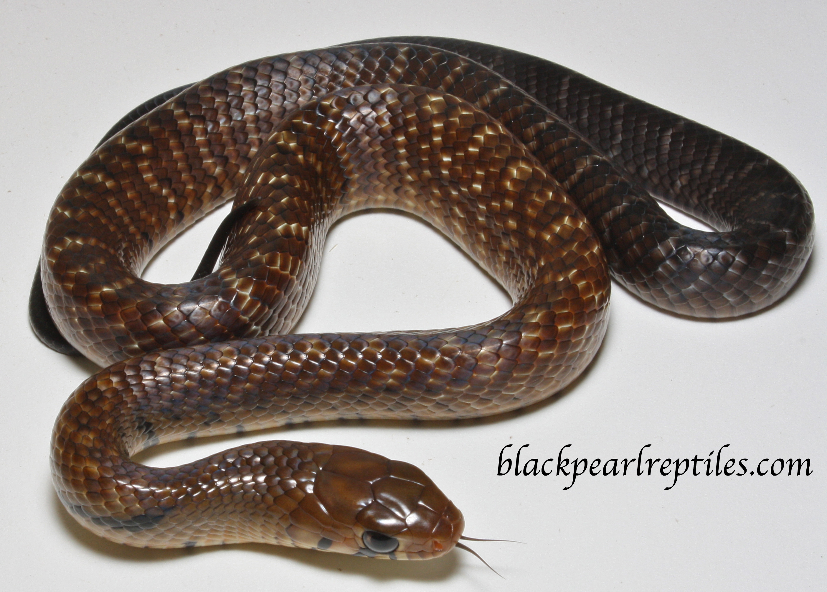 Unicolor Cribos | blackpearlreptiles