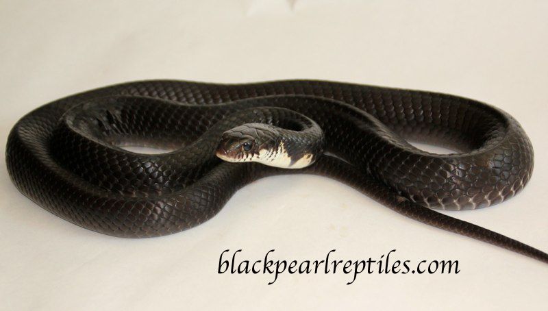 Home | blackpearlreptiles