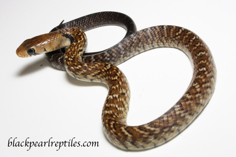 Unicolor Cribos | blackpearlreptiles