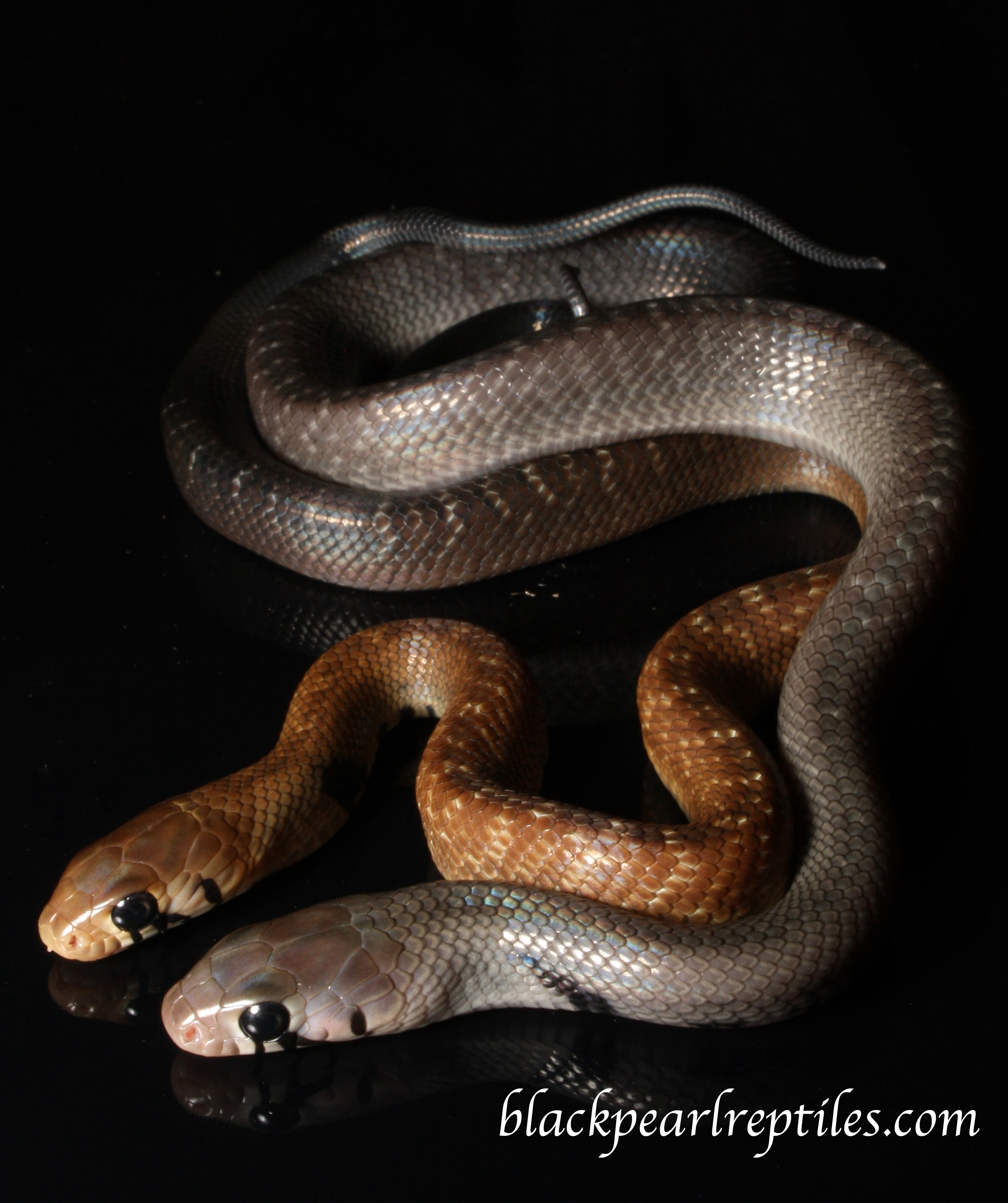 Axanthic Blacktail Cribos | blackpearlreptiles