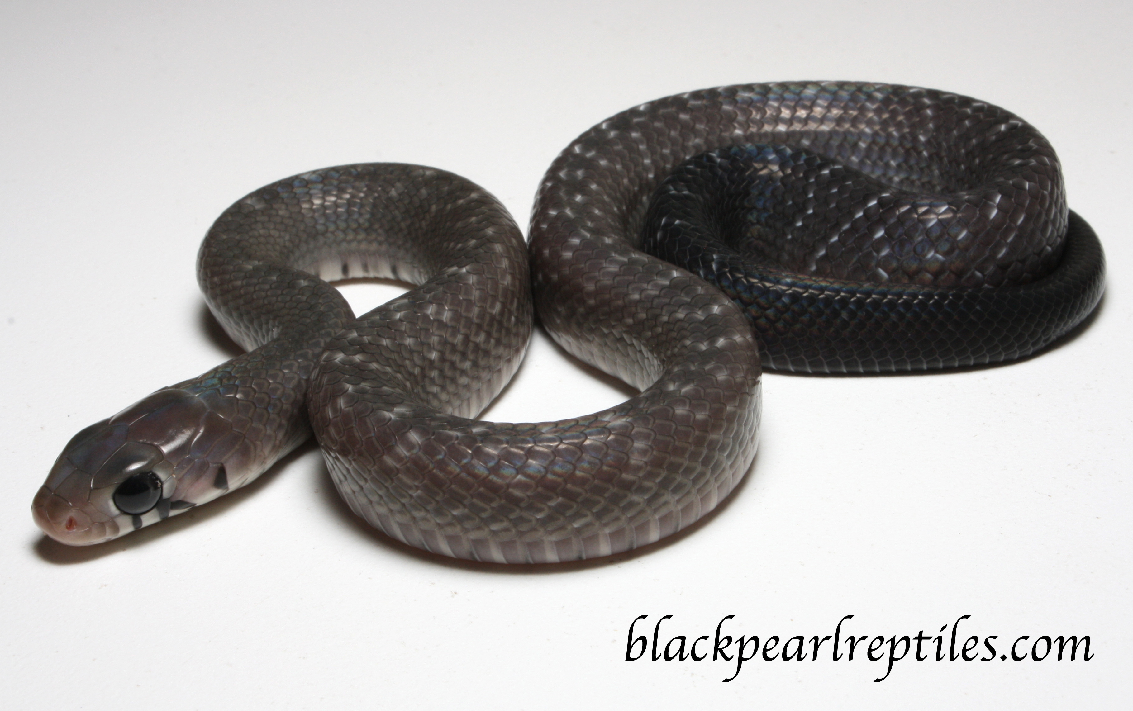 Home | blackpearlreptiles
