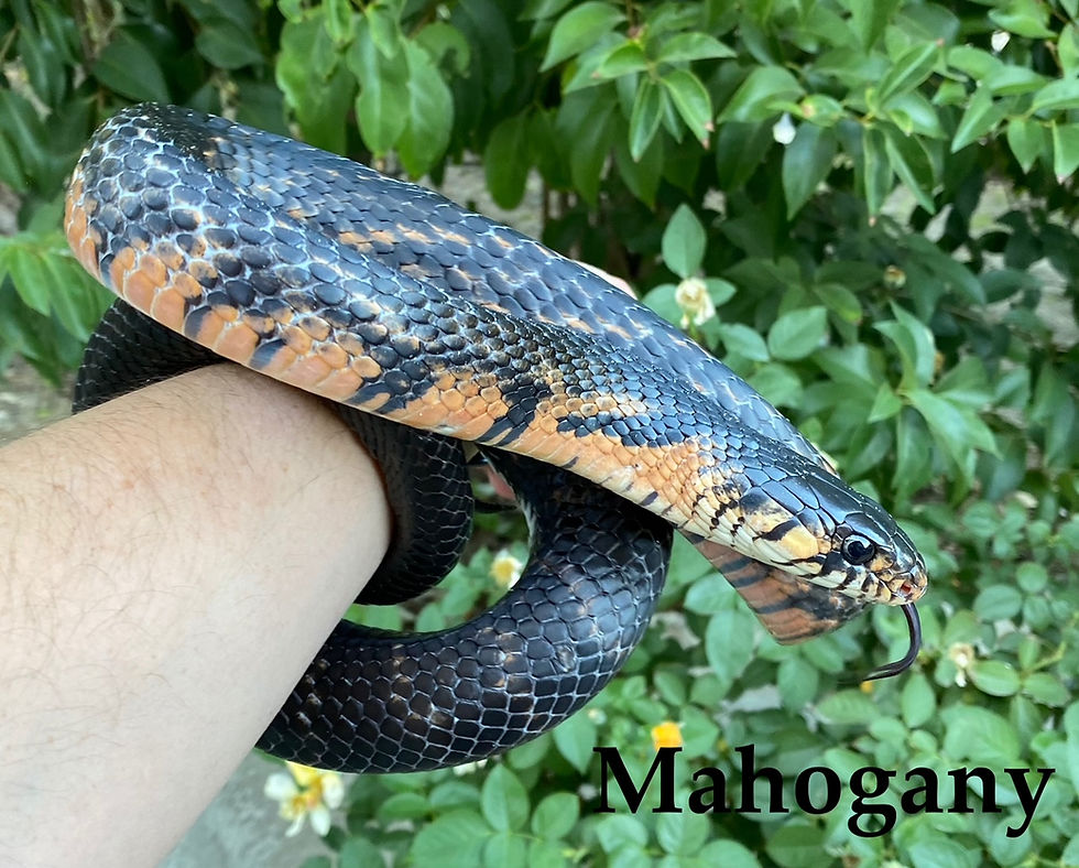 Mexican Redtail Indigos | blackpearlreptiles