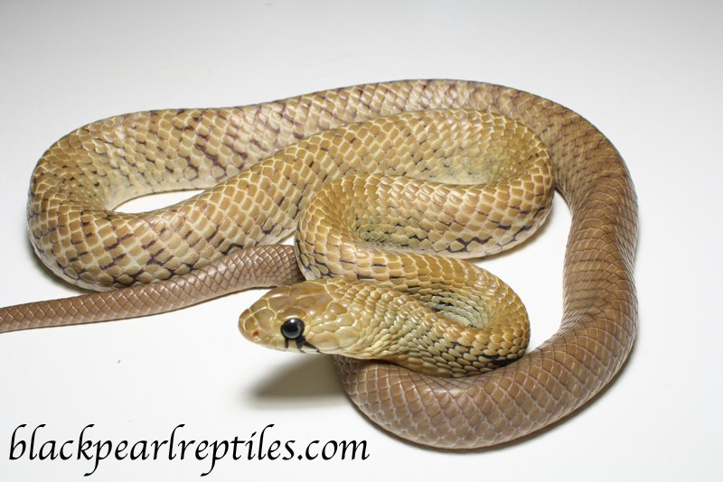 Unicolor Cribos | blackpearlreptiles