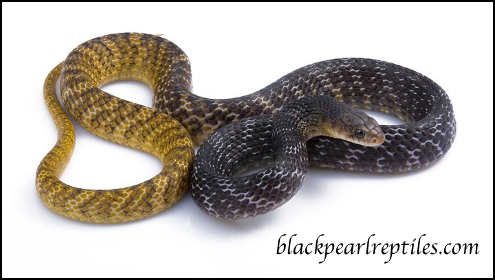 Yellowtail Cribos | blackpearlreptiles
