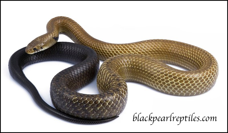Home | blackpearlreptiles