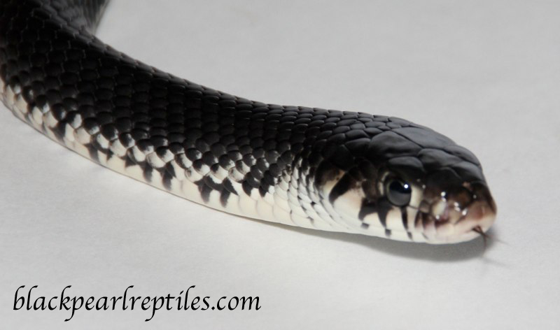 Mexican Redtail Indigos | blackpearlreptiles