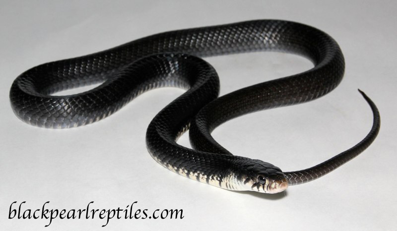 Mexican Redtail Indigos | blackpearlreptiles