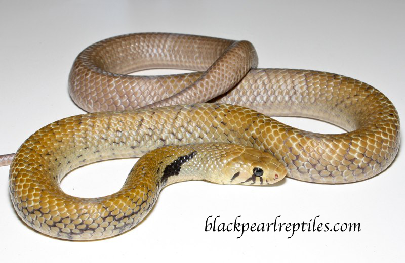 Unicolor Cribos | blackpearlreptiles