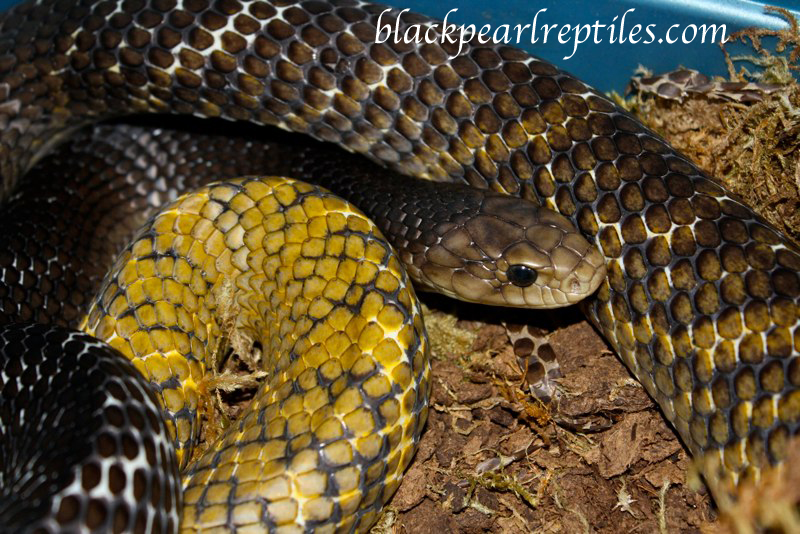 Yellowtail Cribos | blackpearlreptiles