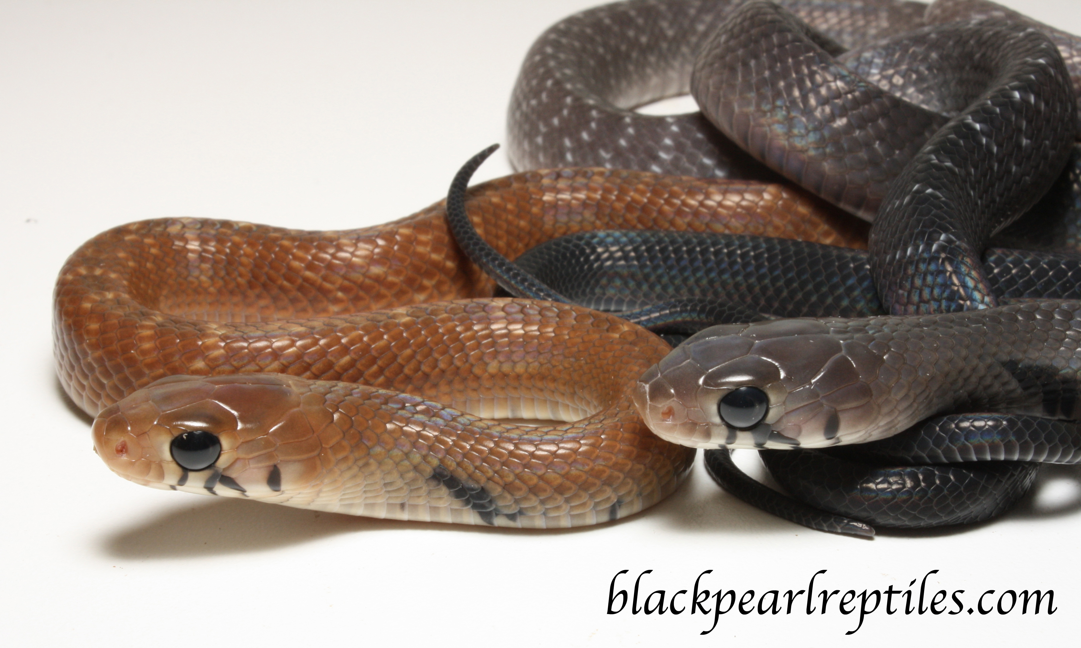 Axanthic Blacktail Cribos | blackpearlreptiles