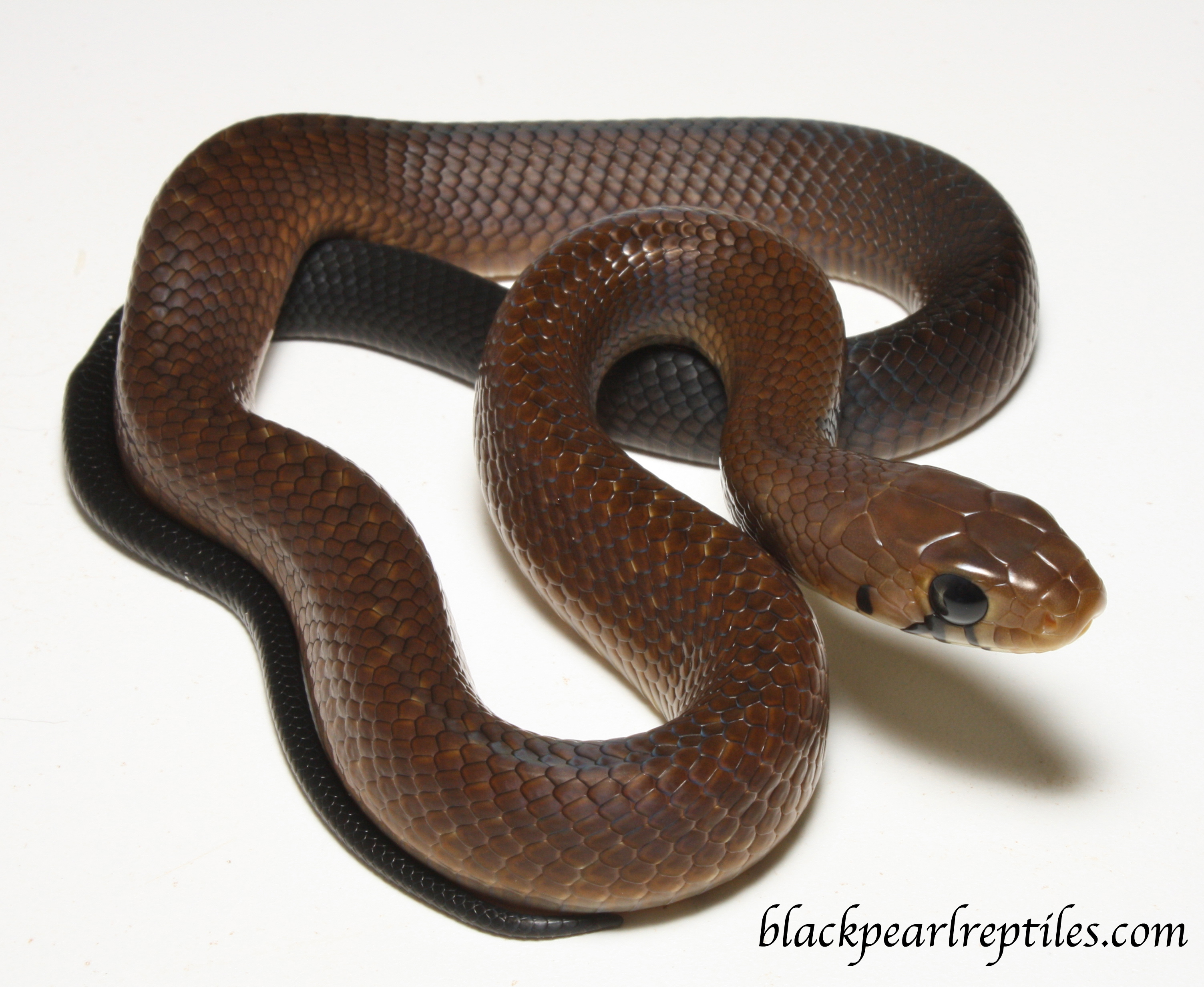 Blacktail Cribos | blackpearlreptiles